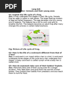 Dolphin Life Cycle for Kids | PDF | Mammals | Biology