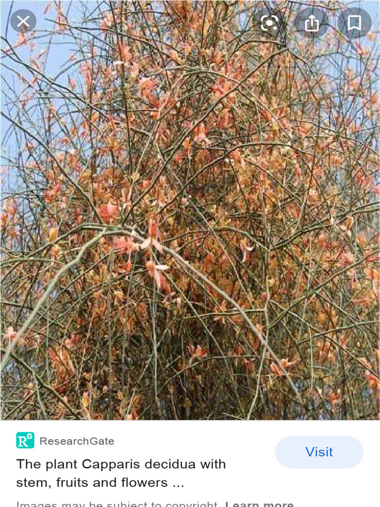 Kareel Tree in Pakistan - Google Search | PDF