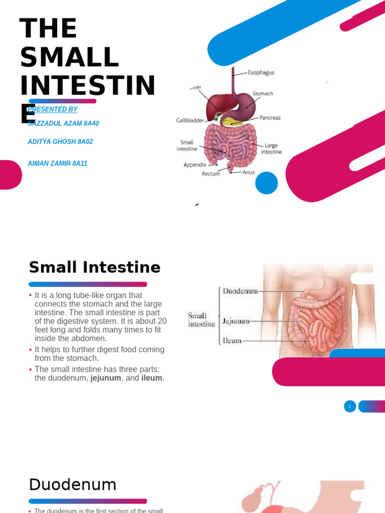 Small Intestine: Structure and Function | PDF | Wellness
