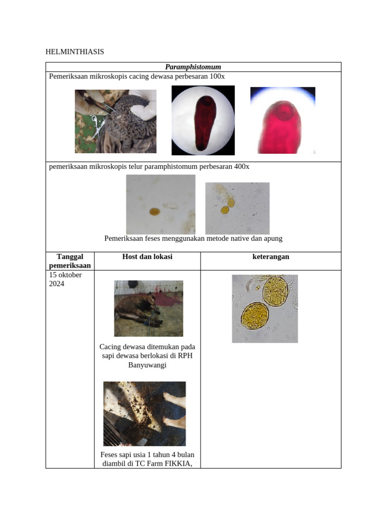 Pemeriksaan Helminthiasis pada Sapi | PDF | Sains & Matematika