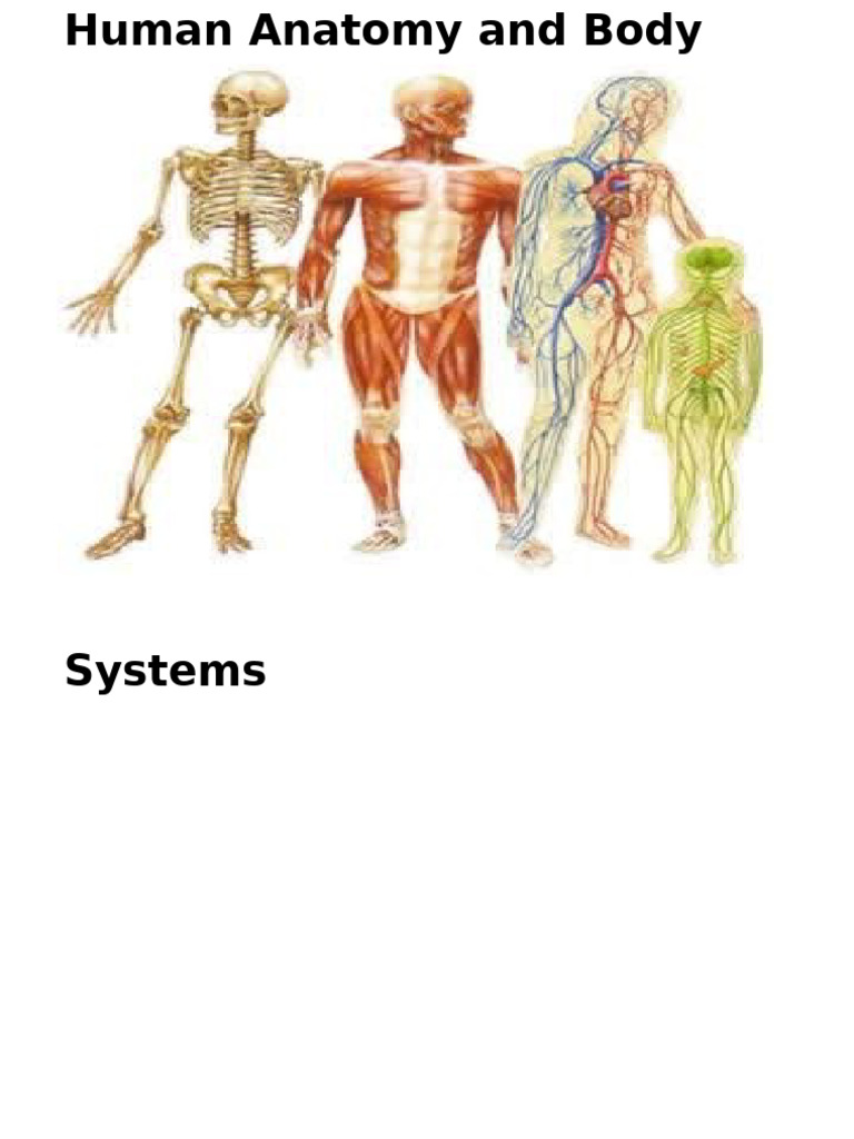 Human Body Systems | PDF | Human Body | Central Nervous System