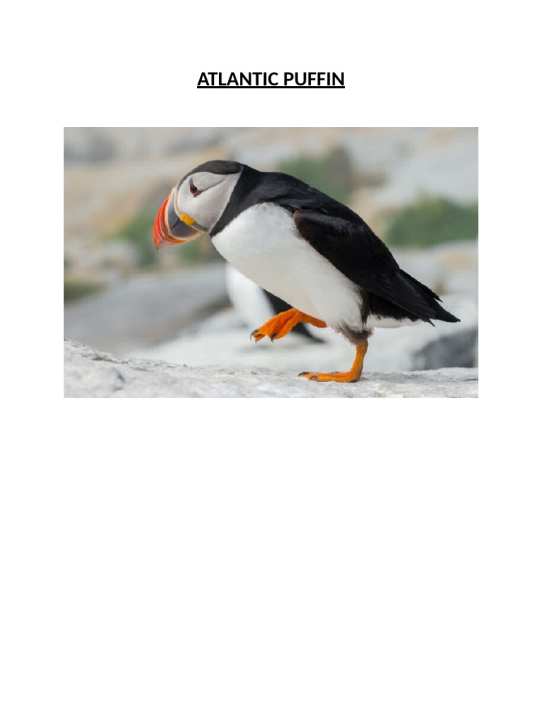 Atlantic Puffin | PDF