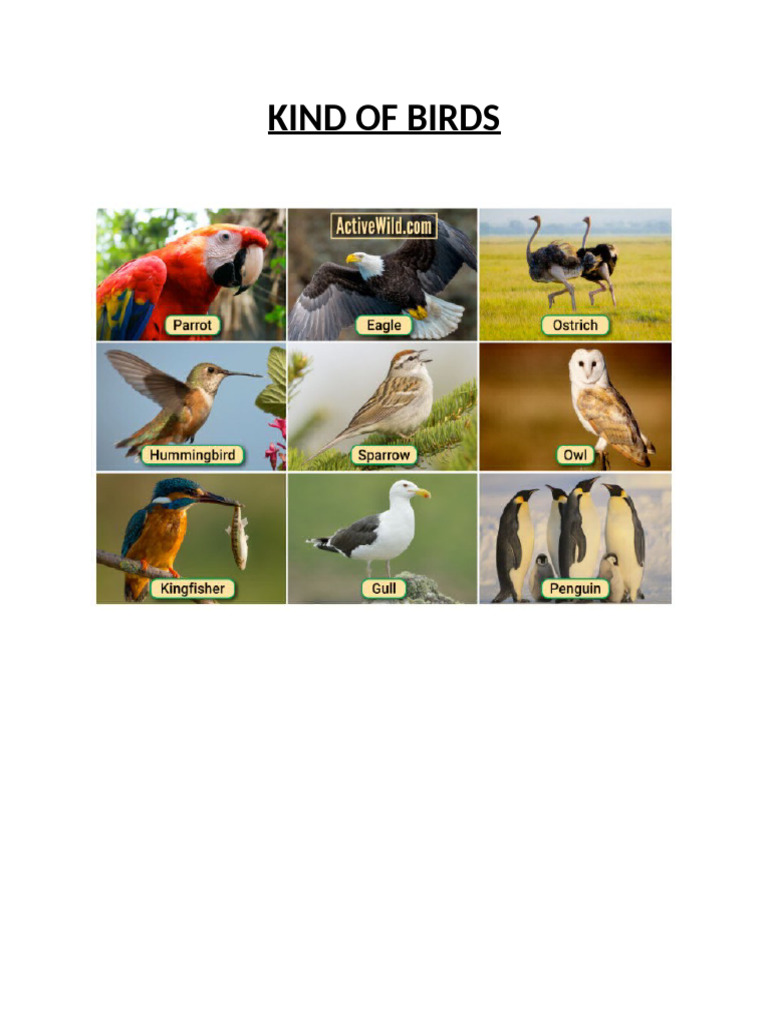 Kind of Birds | PDF