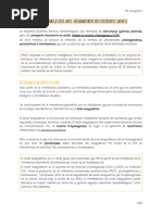 Fisiopatología de La Ciclooxigenasa-1 y Ciclooxigenasa-2 - Revista ...