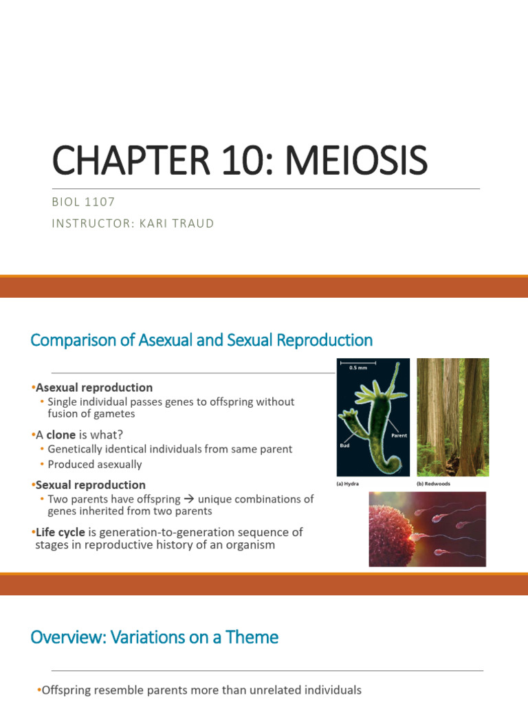 Chapter10 Inheritance&Meiosis Fa2024 KTraud | PDF | Meiosis | Ploidy