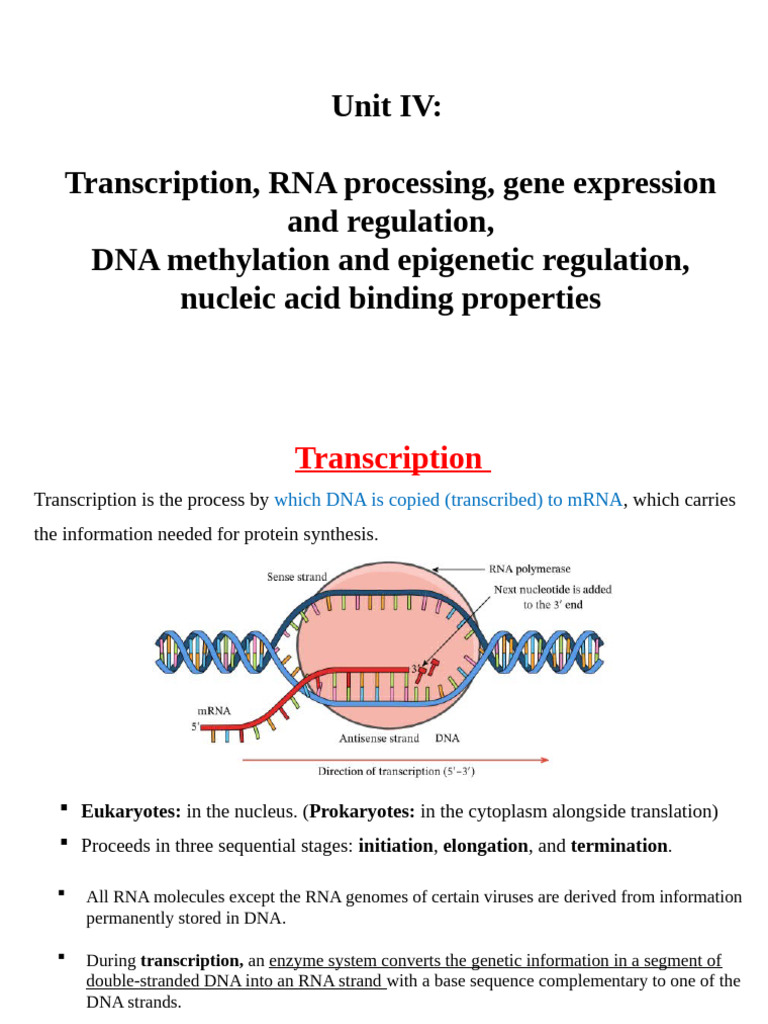 Unit IV. Transcription, RNA Processing, Gene Expression | PDF | Operon ...