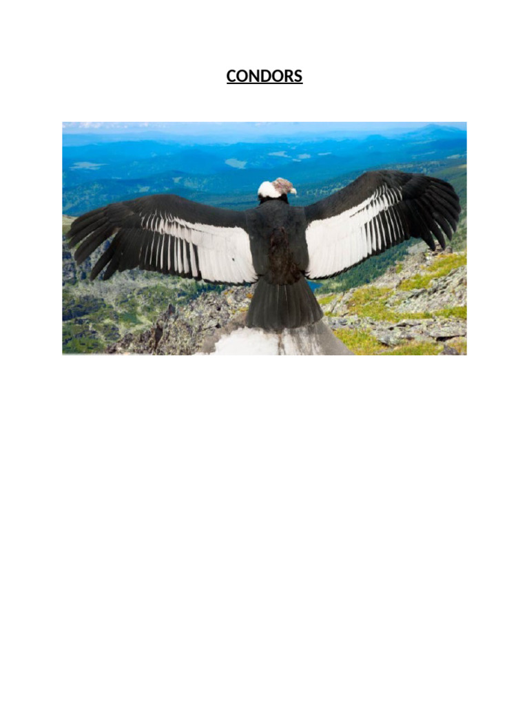 Condors | PDF