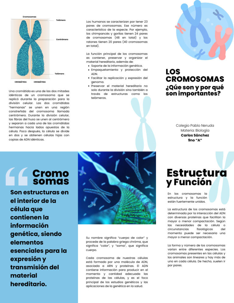 Triptico Sobre Los Cromosomas | PDF | Cromosoma | Adn