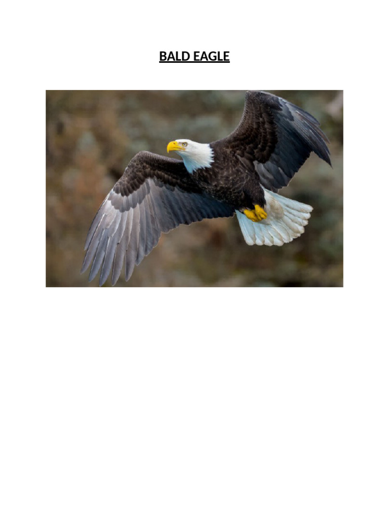 Bald Eagle | PDF