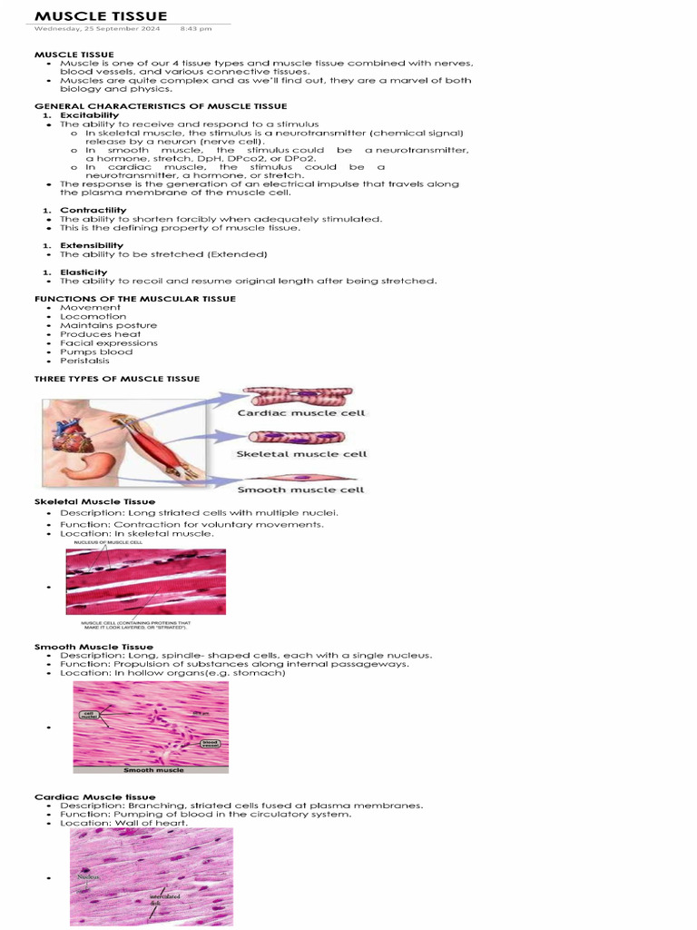 MUSCLE-TISSUE | PDF