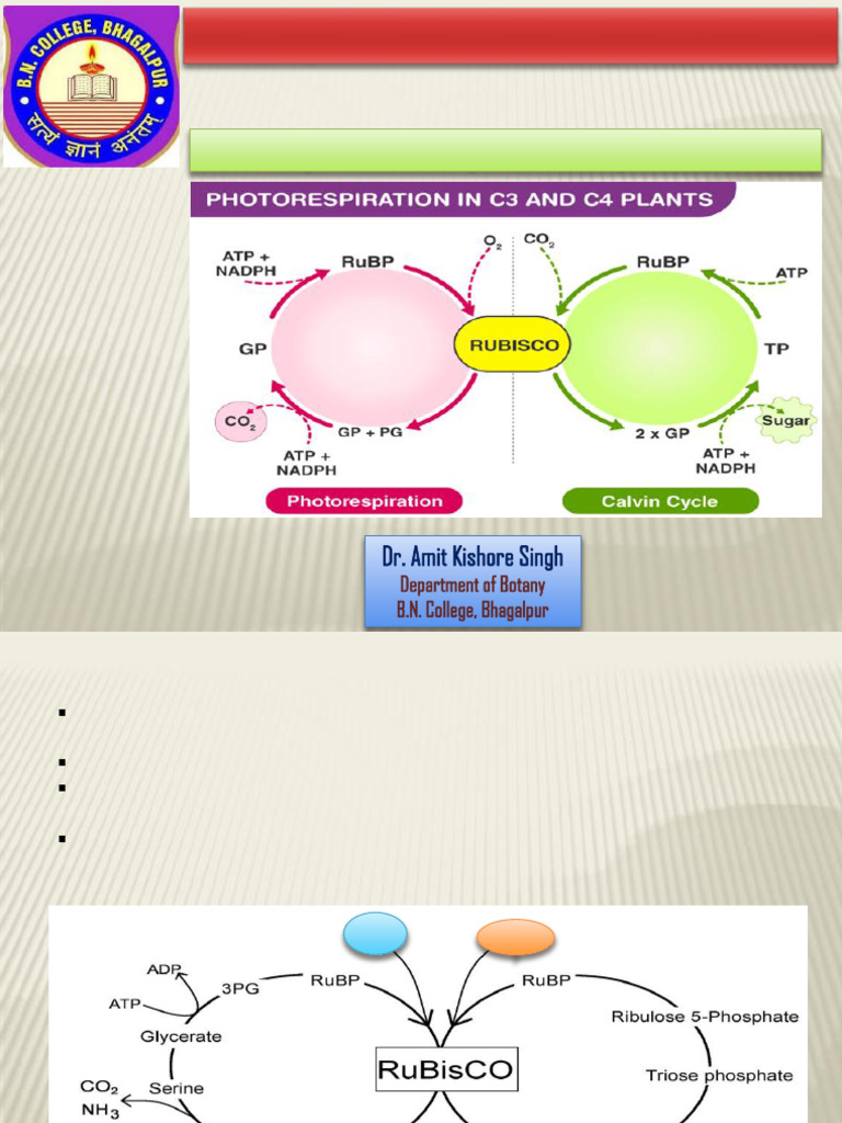 photorespiration | PDF | Plant Physiology | Biochemistry