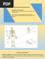 GCSE PE Skeleton Overview | PDF | Anatomy | Musculoskeletal System
