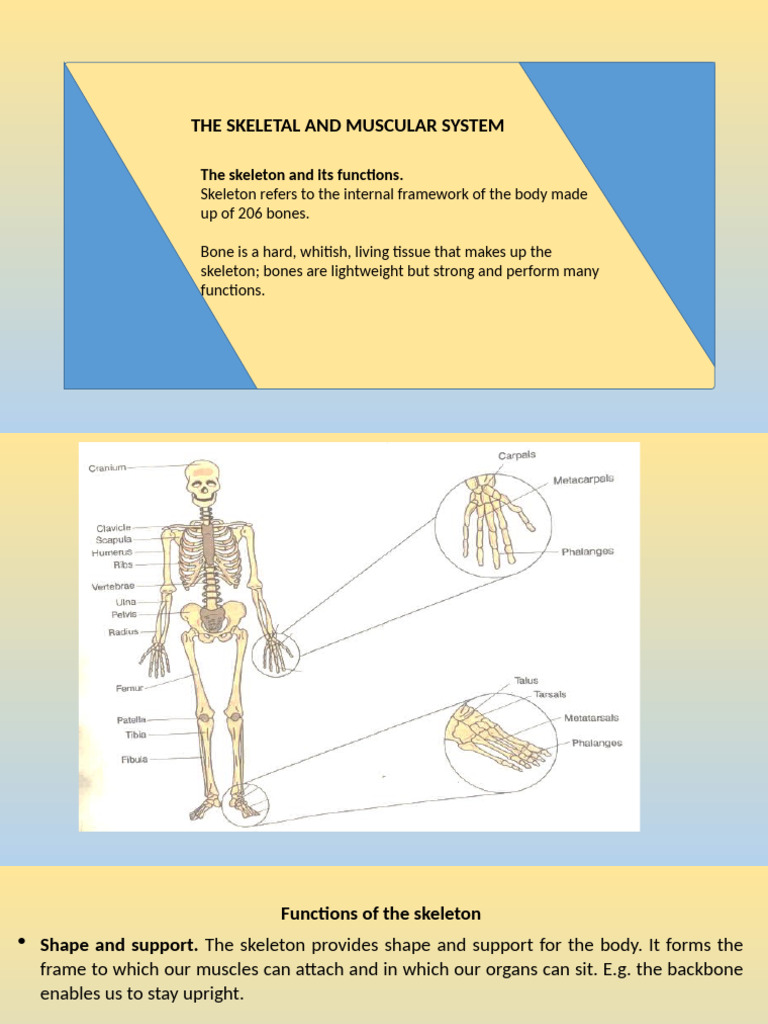 The Human Skeleton and Its Functions-1 | PDF | Anatomical Terms Of ...