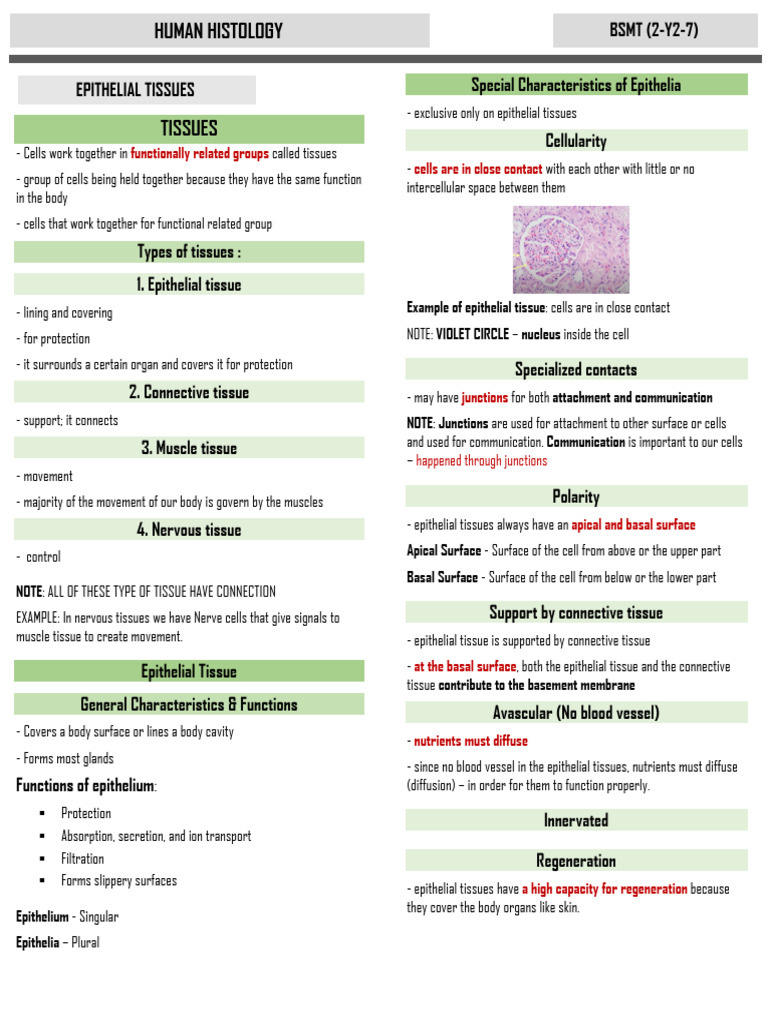Human Histology - Epithelial Tissue Week 2 | PDF | Epithelium | Tissue ...