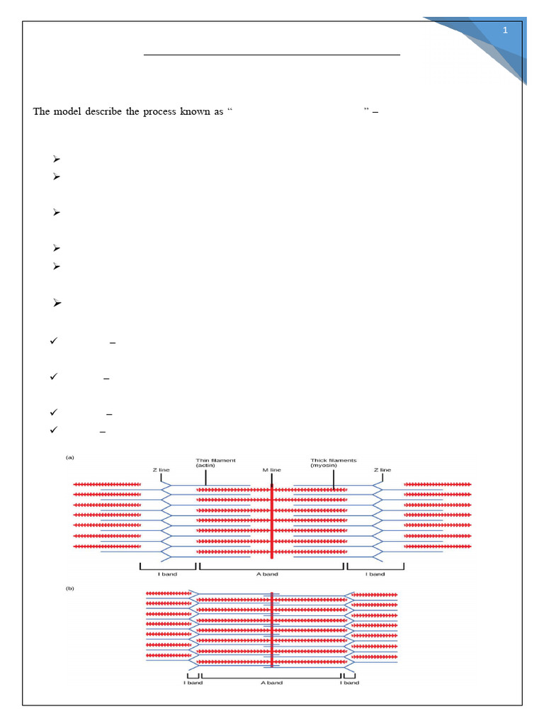 Physiology of Muscle Contraction | PDF | Muscle Contraction | Cell Biology