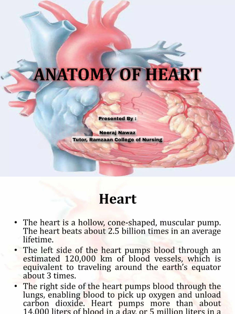 Anatomy of Human Heart | PDF