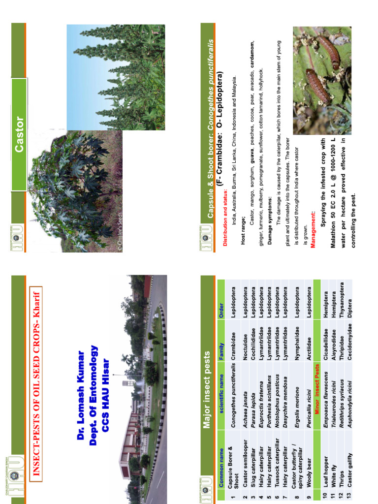 Oilseeds (Kharif) | PDF