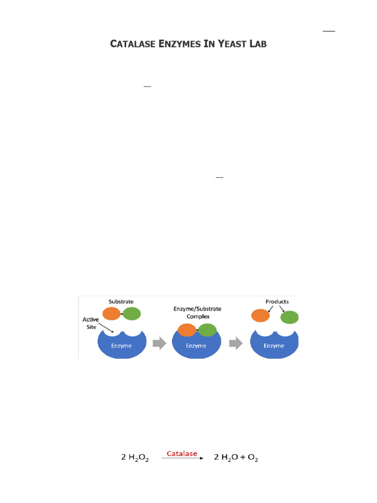 Catalase Enzymes in Yeast | PDF | Activation Energy | Enzyme