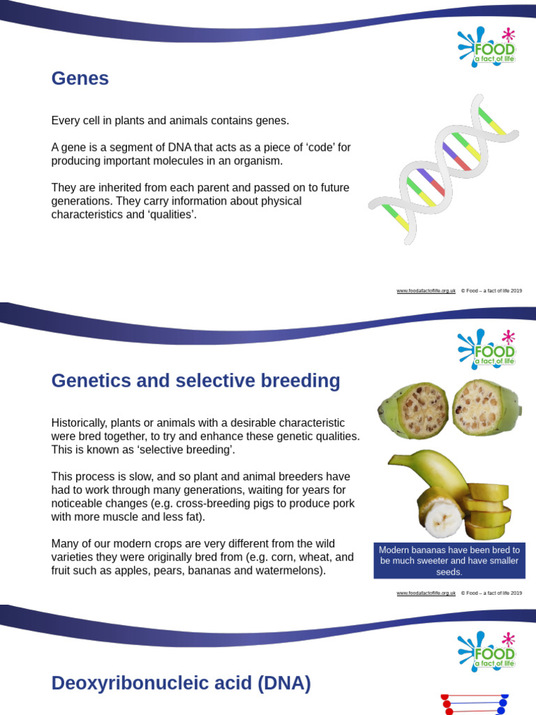 Genetic Modification | PDF | Genetically Modified Food | Genetic Engineering