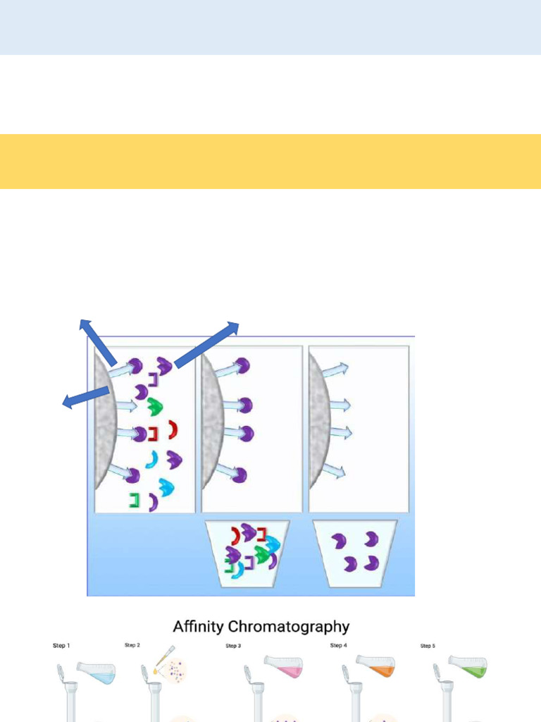Affinity Chromatography | PDF | Chromatography | Elution