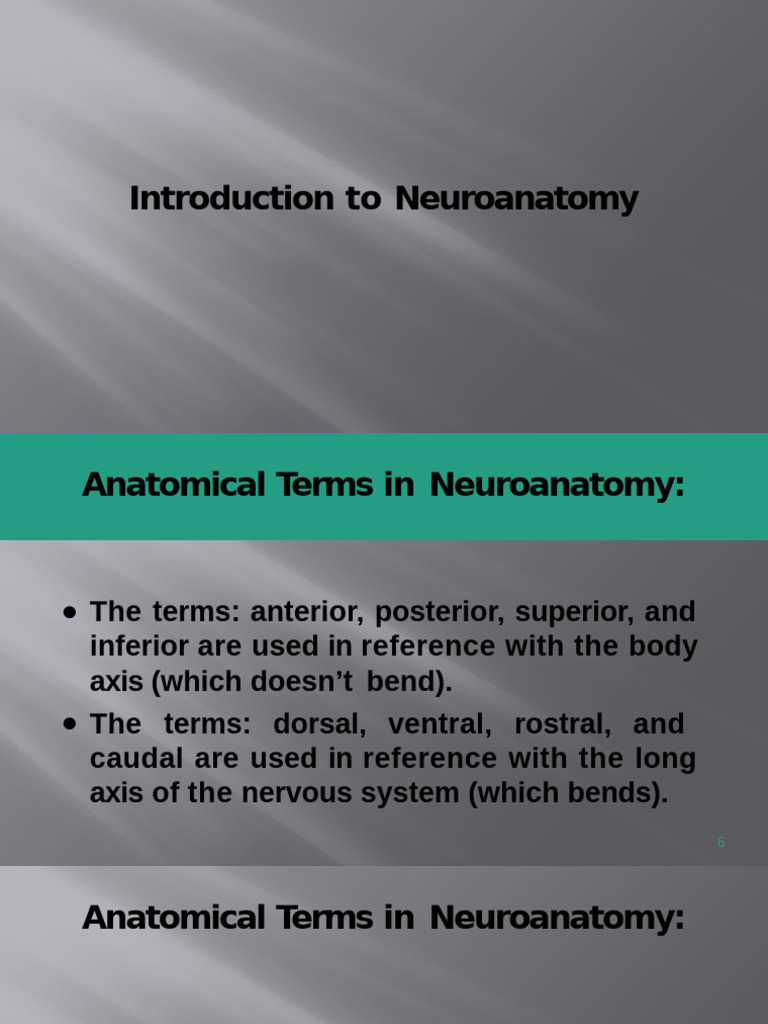 1-Intro To Neuroanatomy | PDF | Central Nervous System | Spinal Cord