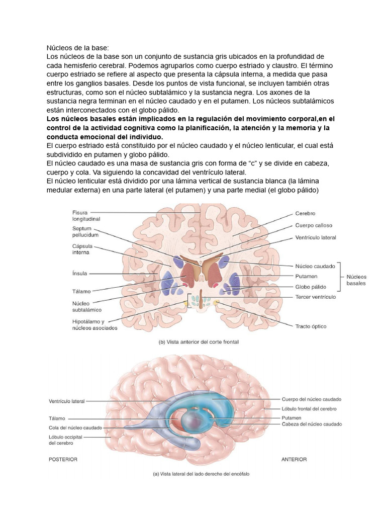 Funciones y Estructura de los Núcleos Basales | PDF | Ganglios basales ...