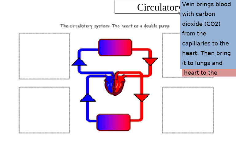 Circulatory System Basics | PDF