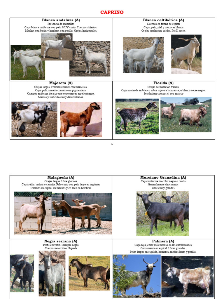 Características de razas caprinas | PDF | Cabra