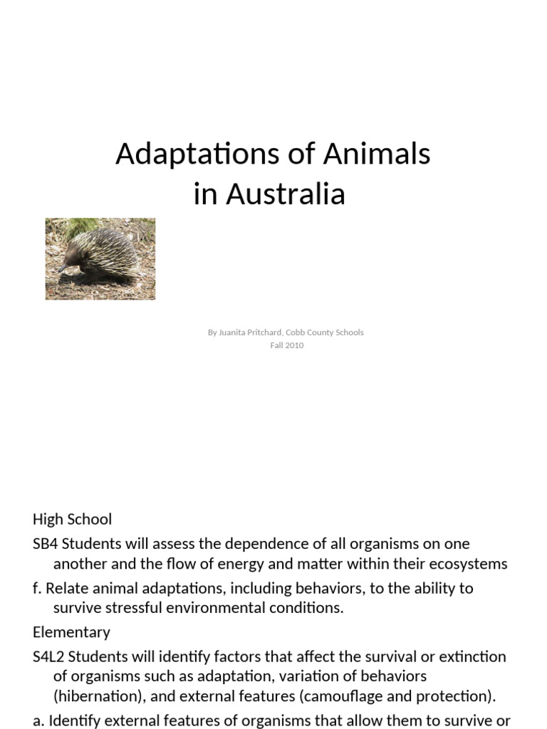 Adaptations of Animals in Australia | PDF | Mammals | Predation
