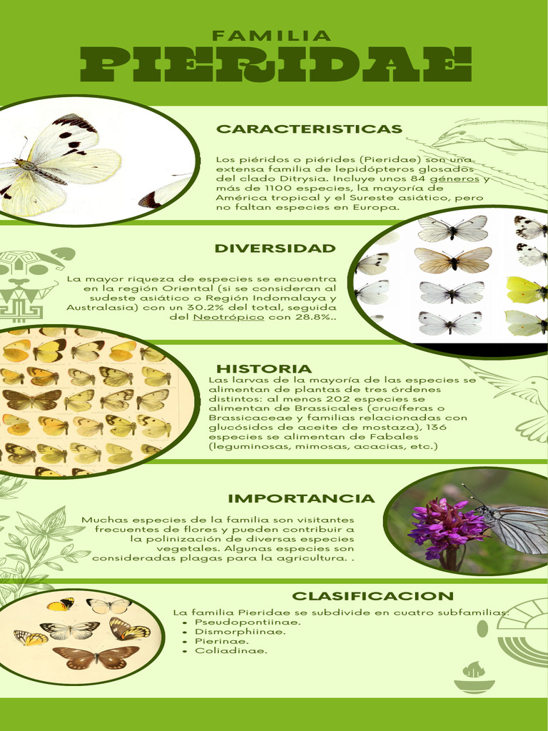 Infográfico Lepidóptera | PDF
