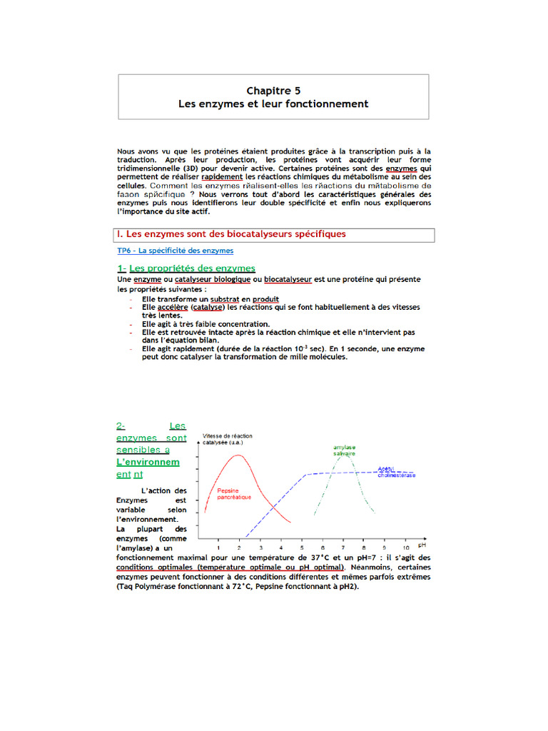 SVT Cour Ensymes | PDF