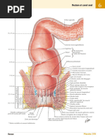 Rectum | PDF | Rectum | Gastroentérologie