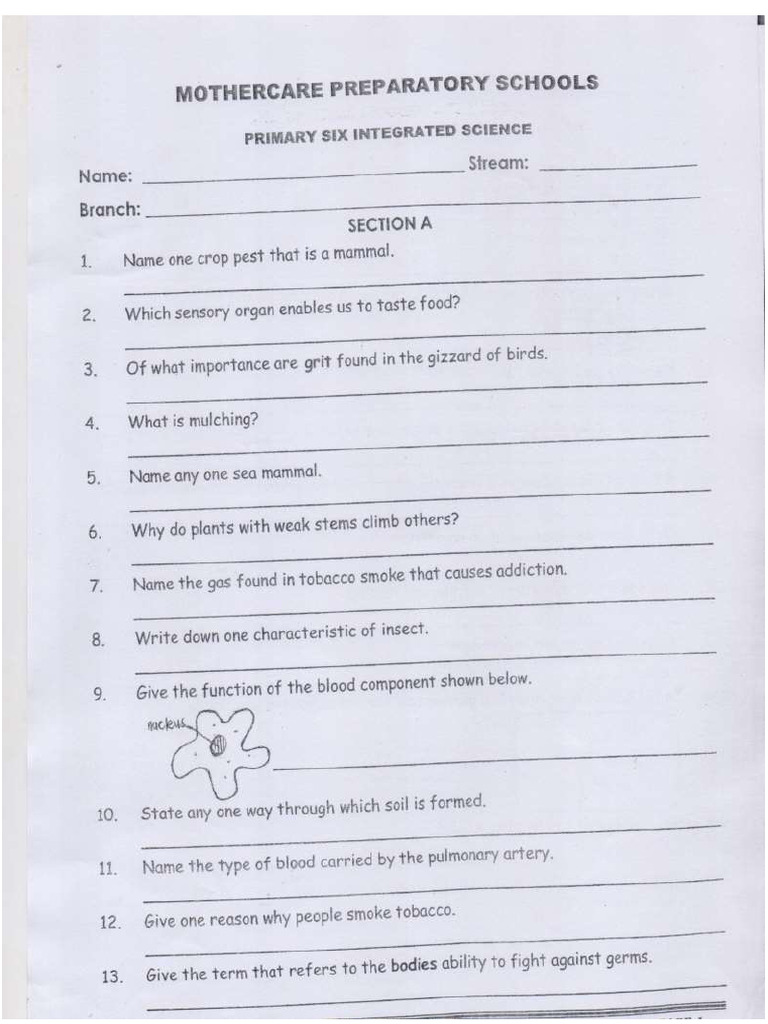 P.6 Sci Rev | PDF