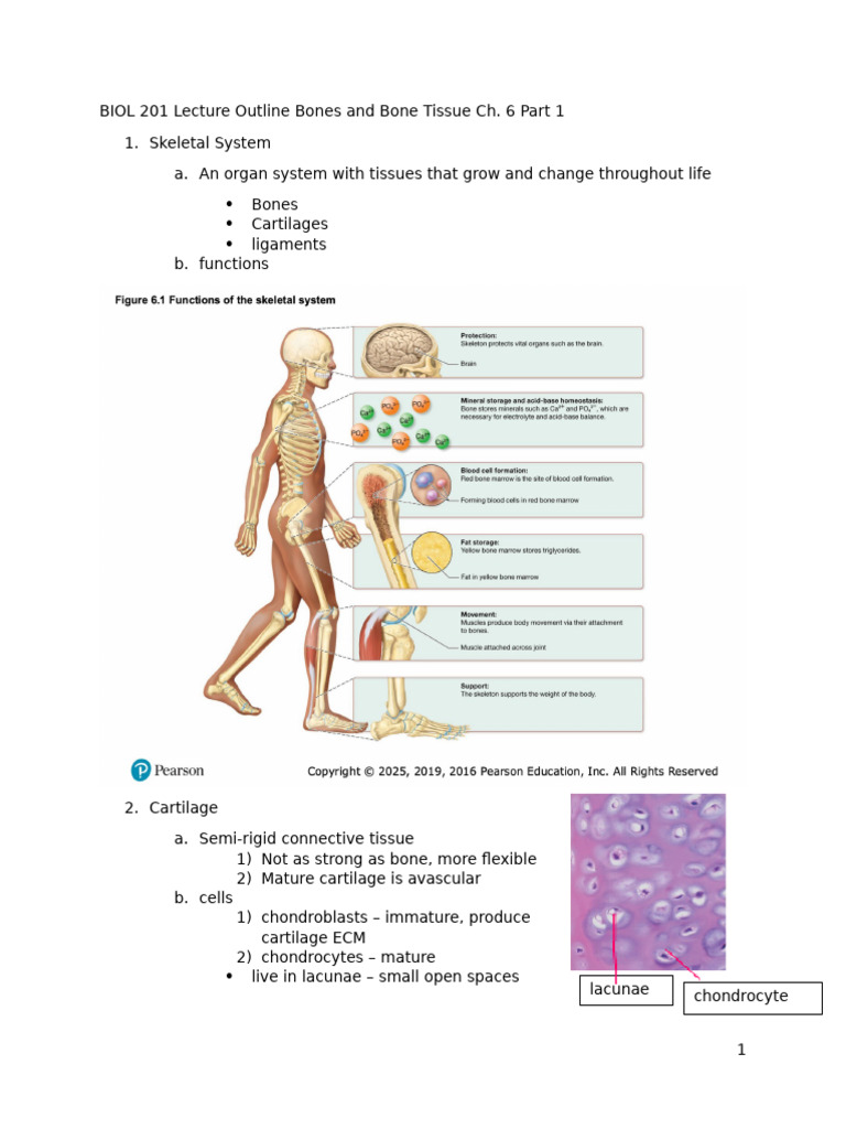 Lecture Outline - Bones CH 6 PT 1 | PDF | Bone | Cartilage