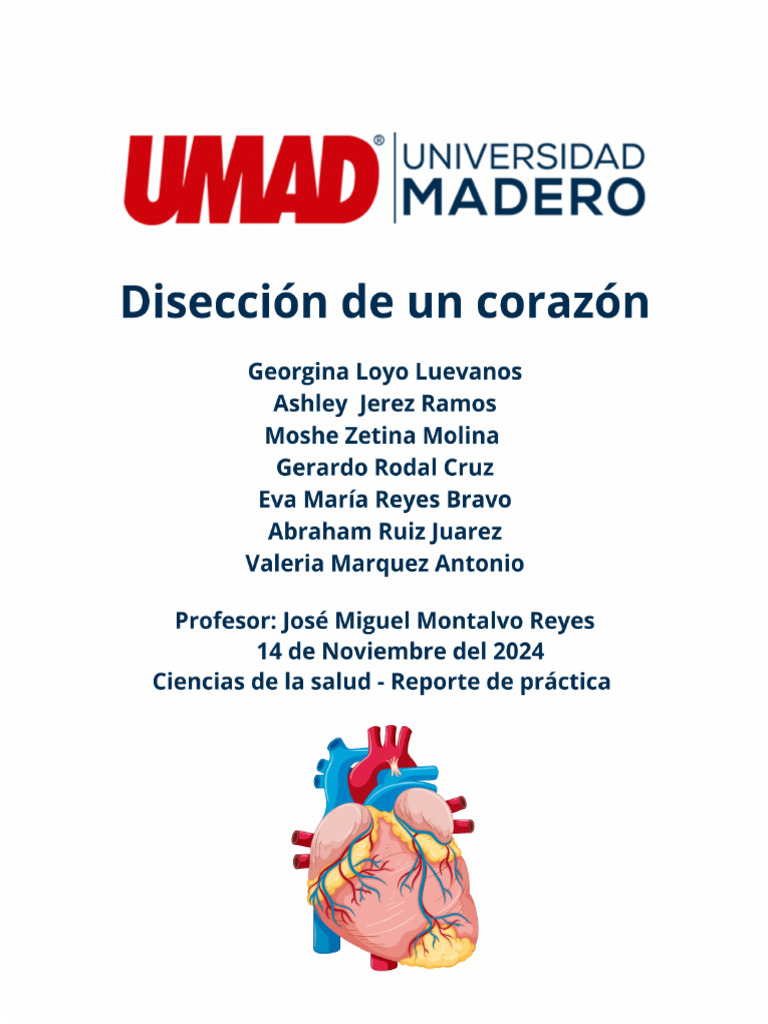 Disección del corazón bovino: partes y funciones | PDF | Corazón ...