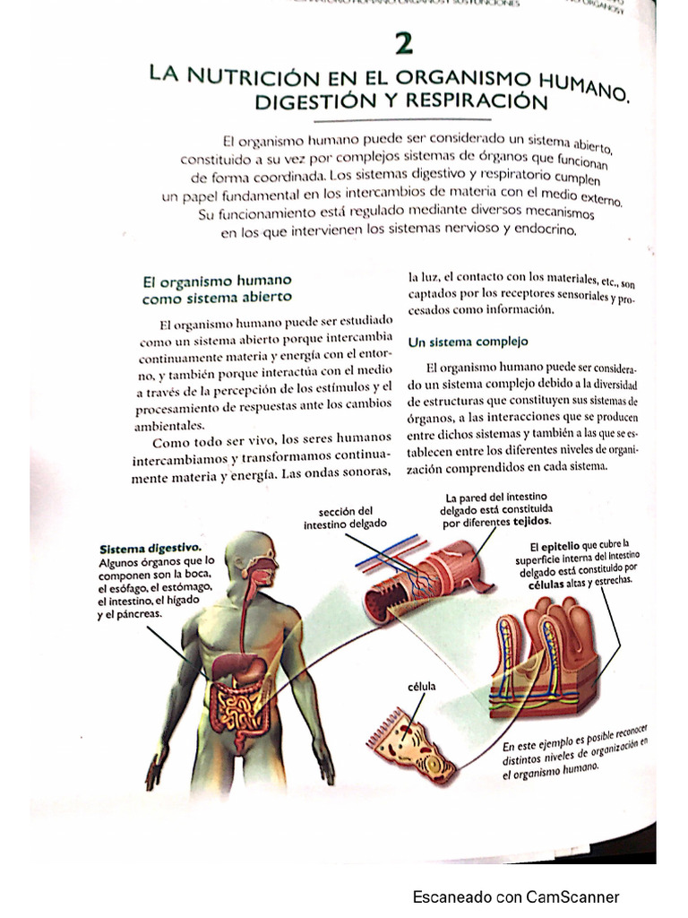 Digestio N y Respiracio N | PDF