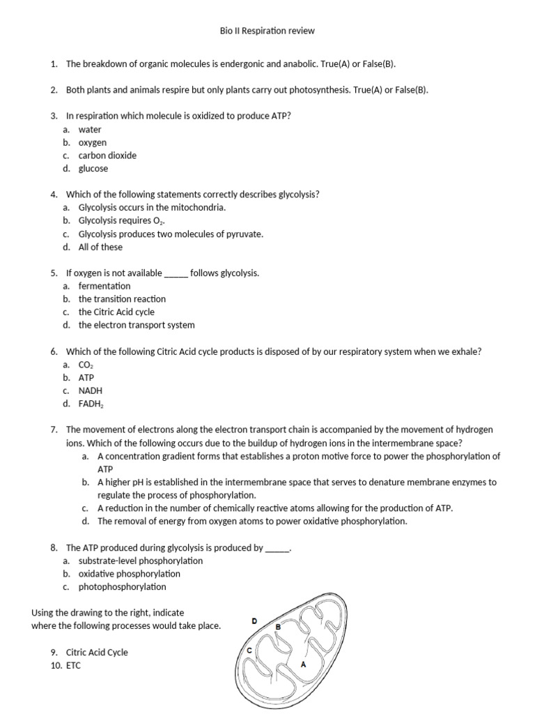 Respiration - Cell Cycle Review | PDF | Cellular Respiration | Mitosis