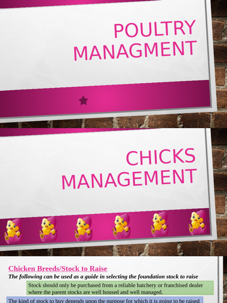 3 Chicks Management | PDF | Birds | Chicken