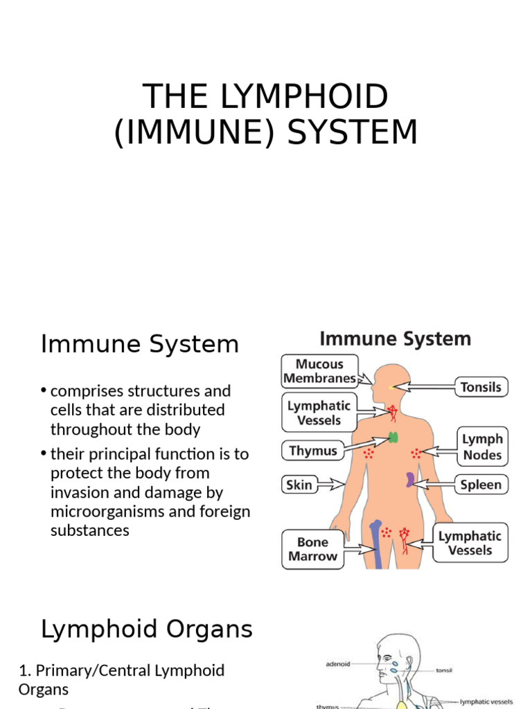 The Lymphoid System | PDF | Lymph Node | Immune System