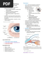 Anatomía de la Cápsula de Tenon | PDF | Ojo | Anatomía de los primates