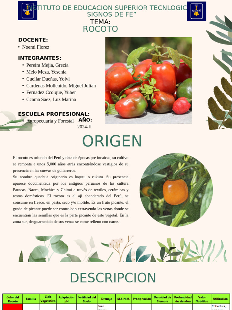 Presentación de Rocoto | PDF | Agricultura