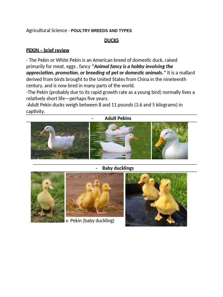 POULTRY BREEDS AND TYPES (Pekin and Muscovy) Research - Princess H ...