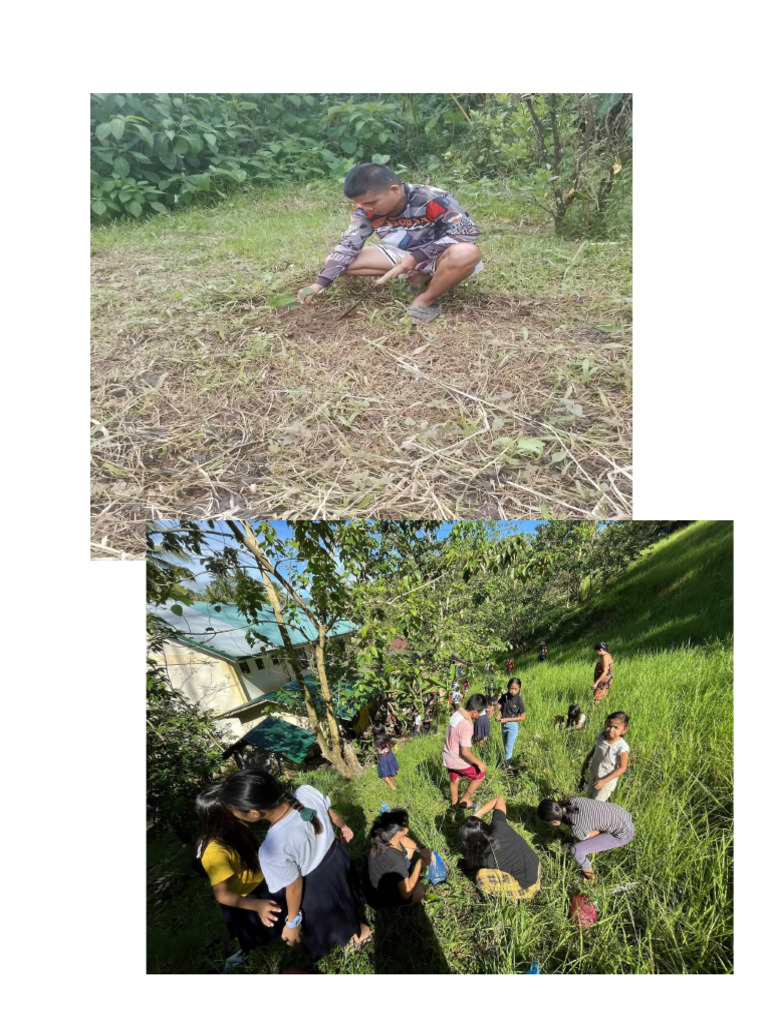 Tree Planting | PDF