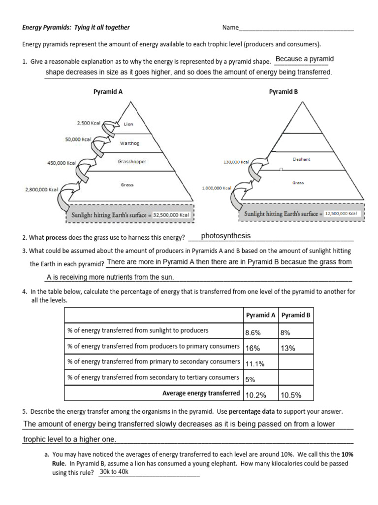 Understanding Energy Pyramids | PDF | Cellular Respiration | Foods