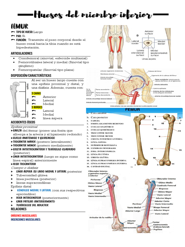 Huesos Del Miembro Inferior | PDF | Pie | Sistema musculoesquelético