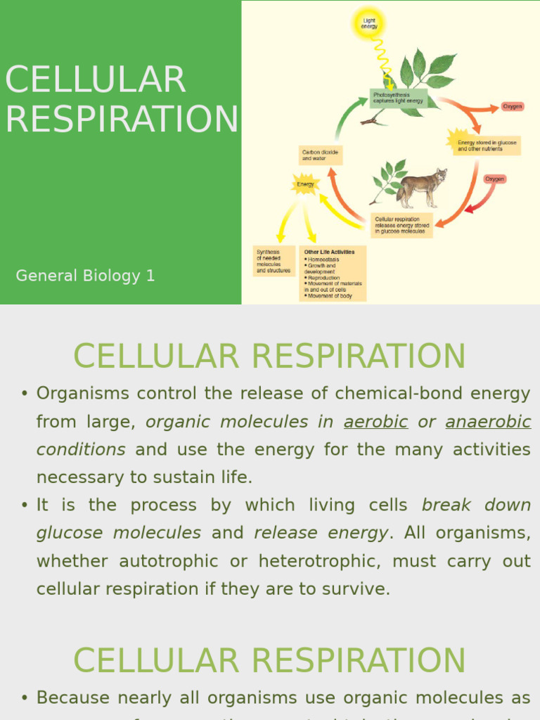 Gb1 q2 5 Cell Res Aerobic Respiration | PDF | Cellular Respiration ...