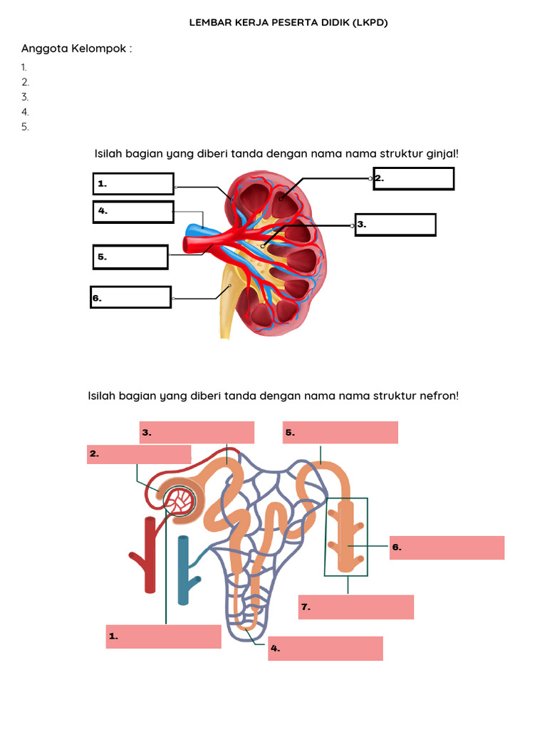LKPD Ginjal | PDF | Sains & Matematika