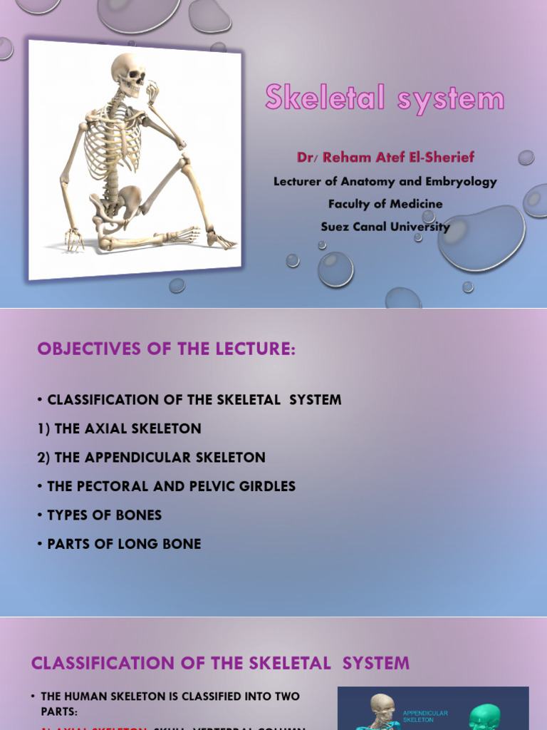 Skeletal system | PDF | Vertebra | Skeleton
