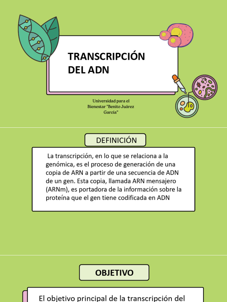 Transcripción de ADN | PDF | Rna | Adn