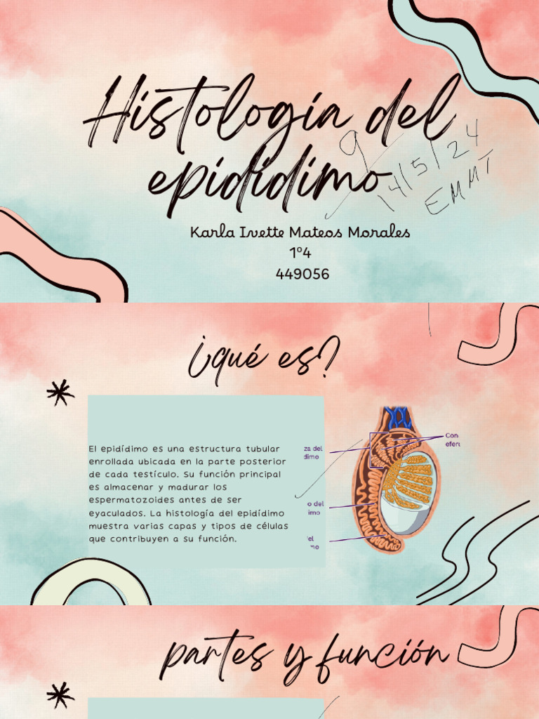 Histología del Epidídimo y Funciones | PDF | Epitelio | Mamíferos machos